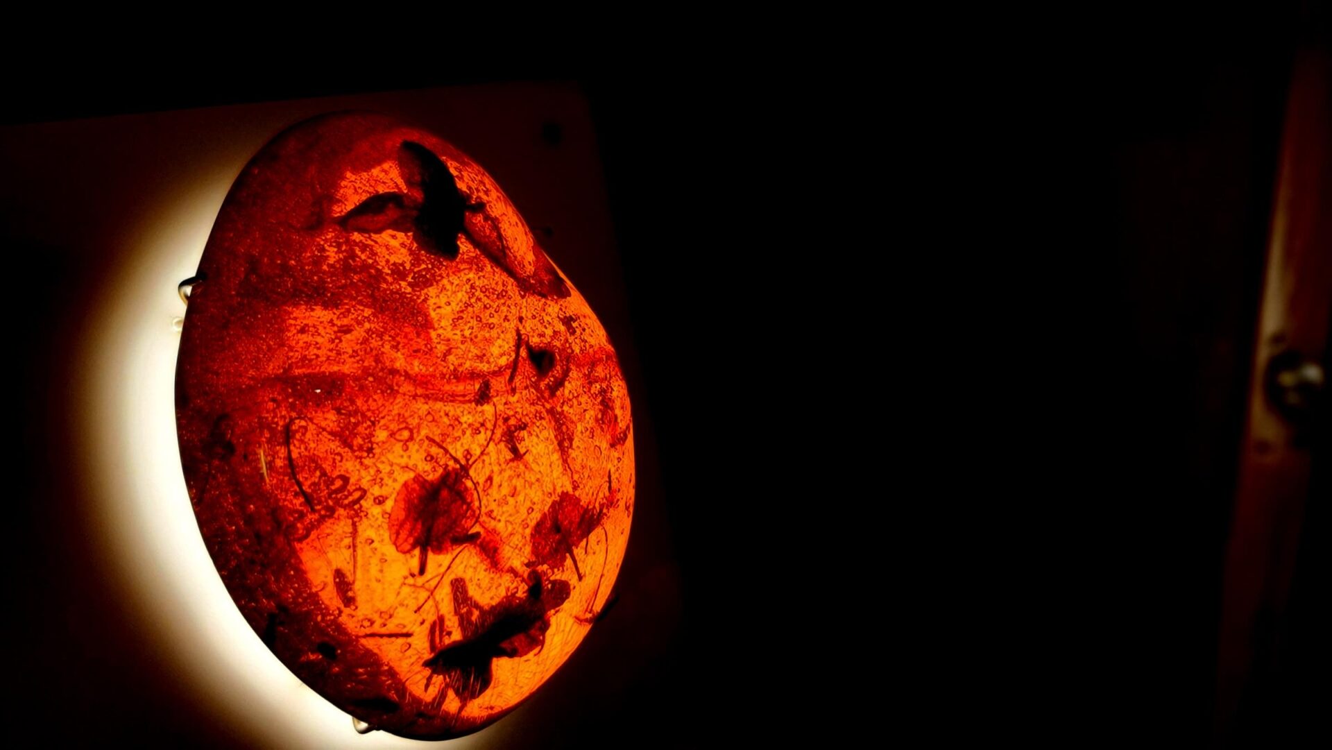Puerto Plata Amber Museum | Fossilized | Blue Amber