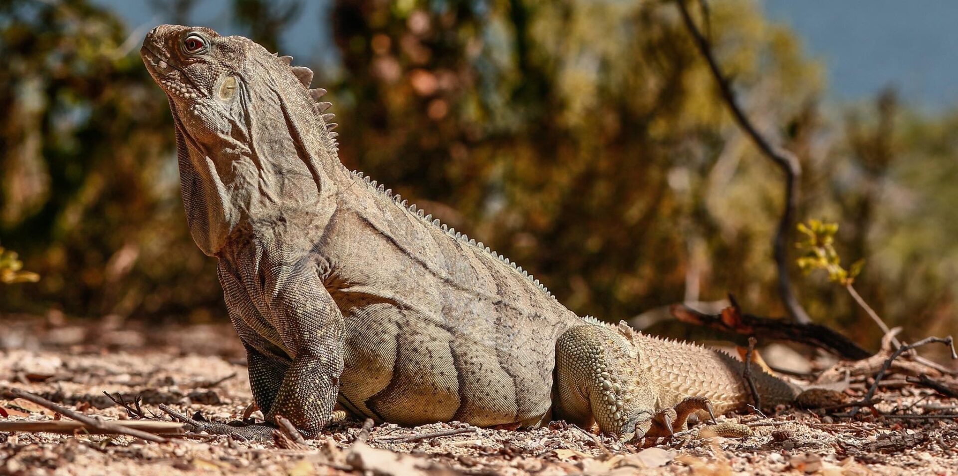 Rhinoceros Iguana | Dominican Republic Reptiles