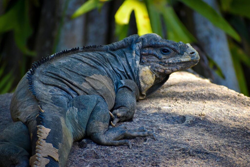 Rhinoceros Iguana | Dominican Republic Reptiles